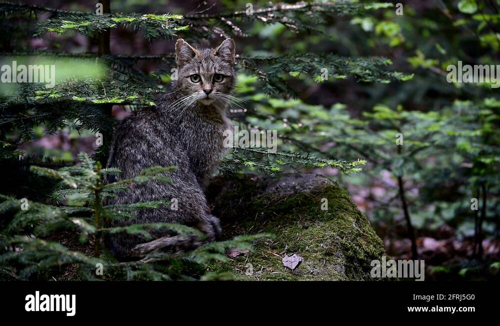 Mammals pine Stock Videos & Footage - HD and 4K Video Clips - Alamy