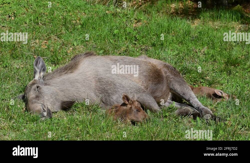 Female moose two calves Stock Videos & Footage - HD and 4K Video Clips ...