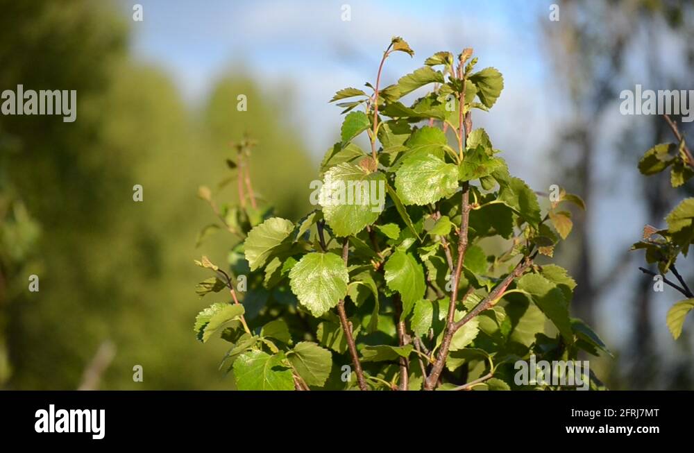 green vibrant young birch tree leaves in summer sunshine and warm ...