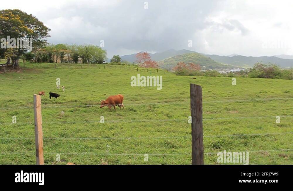 Puerto rico field Stock Videos & Footage - HD and 4K Video Clips - Alamy