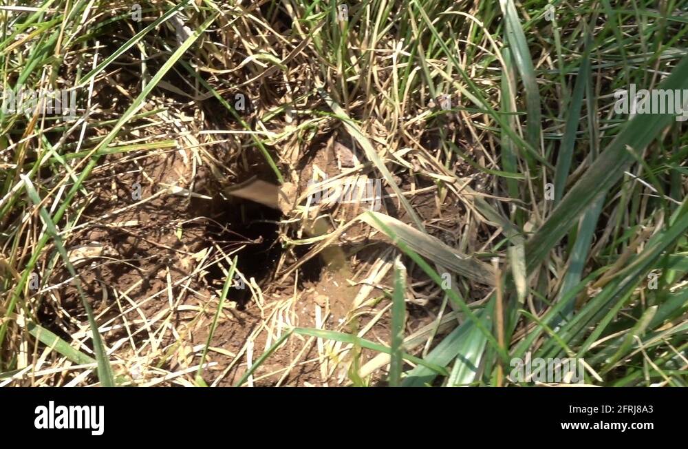 Pest pests Stock Videos & Footage - HD and 4K Video Clips - Alamy