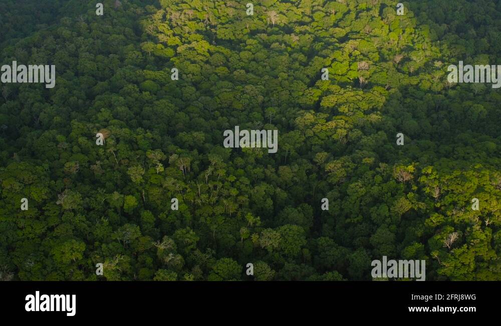 Jungle vertical Stock Videos & Footage - HD and 4K Video Clips - Alamy