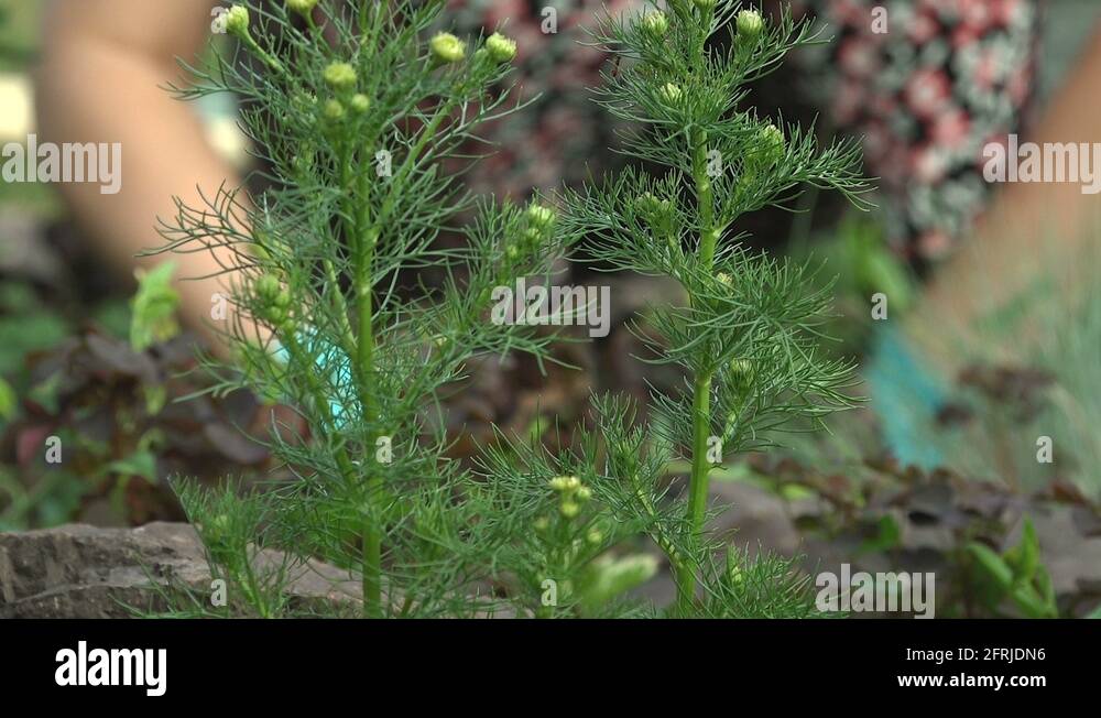 Alpine plant garden Stock Videos & Footage - HD and 4K Video Clips - Alamy
