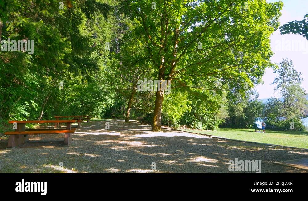 Park trees and maple trees season with nature Stock Videos & Footage ...