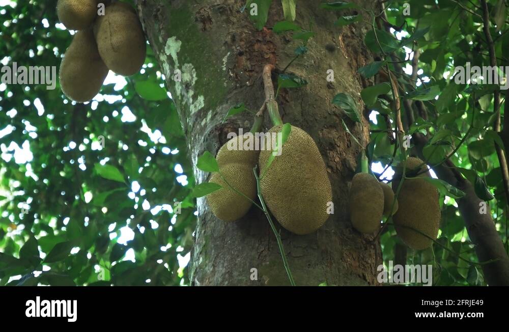 Largest tree fruit Stock Videos & Footage - HD and 4K Video Clips - Alamy