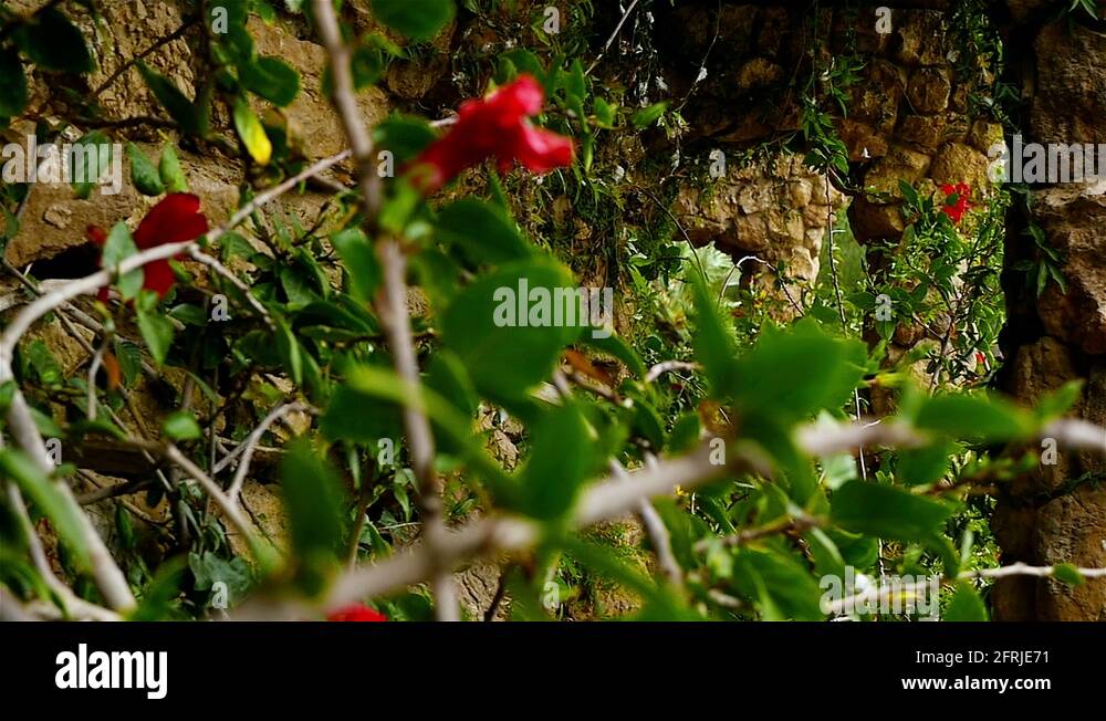 Beautiful red flowers in Antoni Gaudi's Park Guell, Barcelona, Spain ...