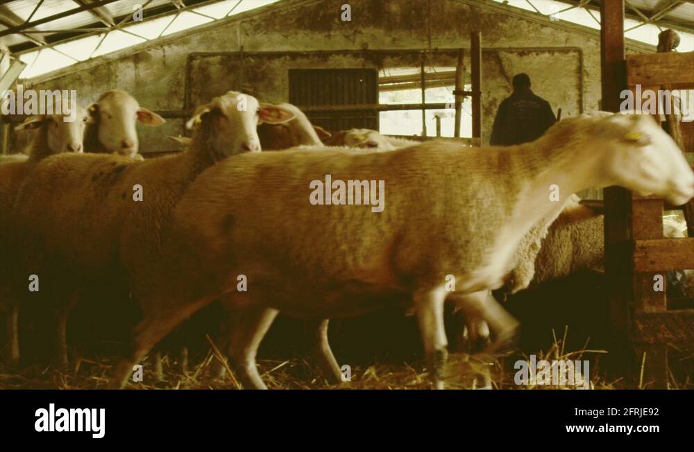 Sheep fold Stock Videos & Footage - HD and 4K Video Clips - Alamy