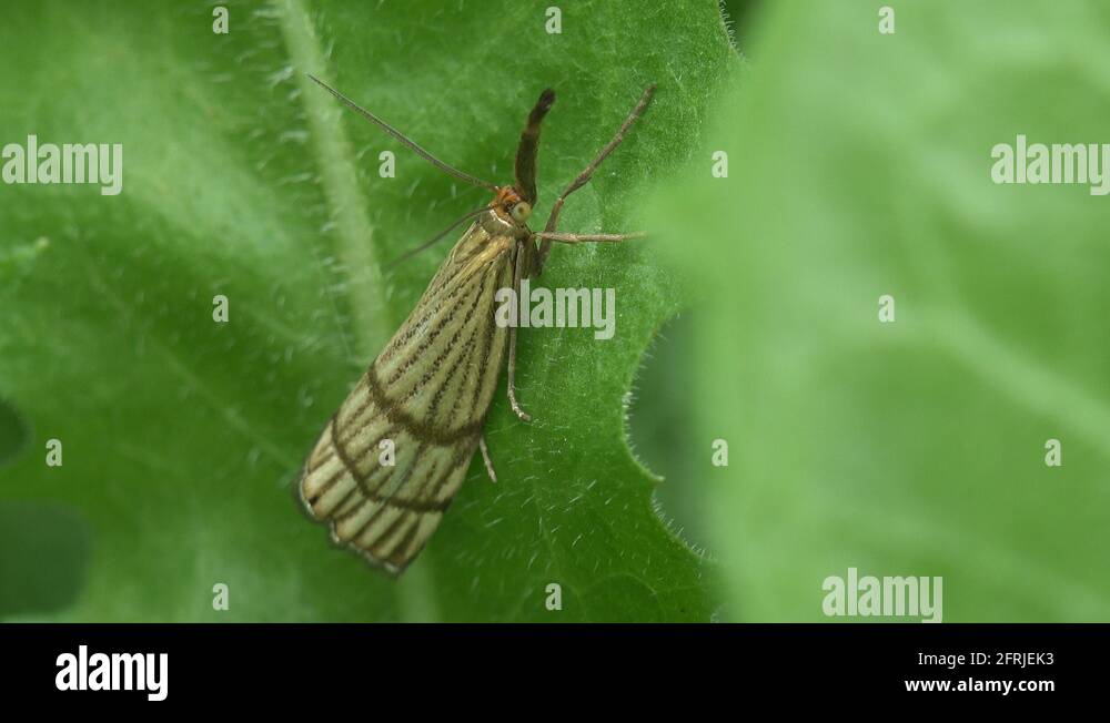 Butterfly Lepidoptera, beige moth with two dark stripes on wing, macro ...