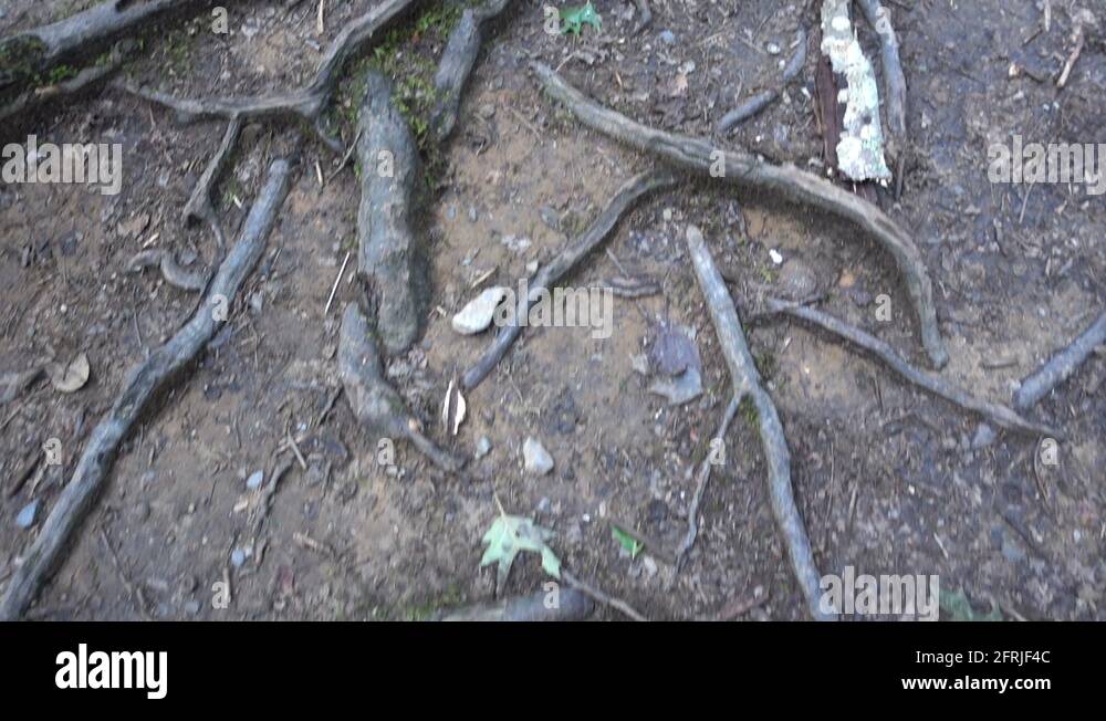 Roots root Stock Videos & Footage - HD and 4K Video Clips - Alamy