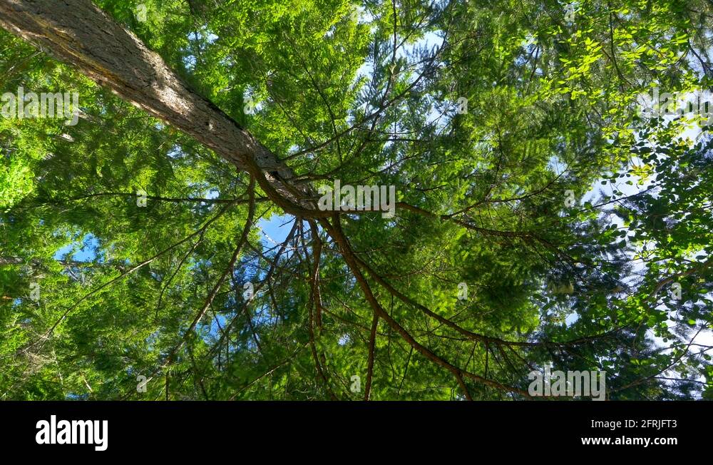 4K Branch of Maple Tree, Green Forest Background, Blue Sky Background ...