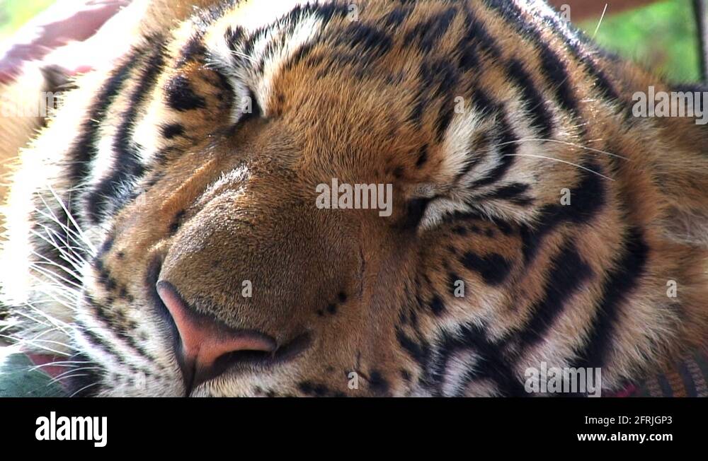 Magnificent animal Stock Videos & Footage - HD and 4K Video Clips - Alamy
