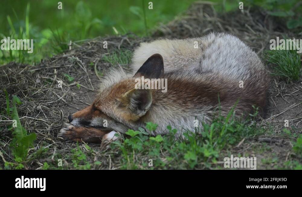 Curled animals Stock Videos & Footage - HD and 4K Video Clips - Alamy