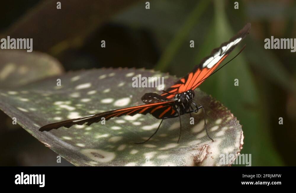 Postman longwing butterfly on Stock Videos & Footage - HD and 4K Video ...