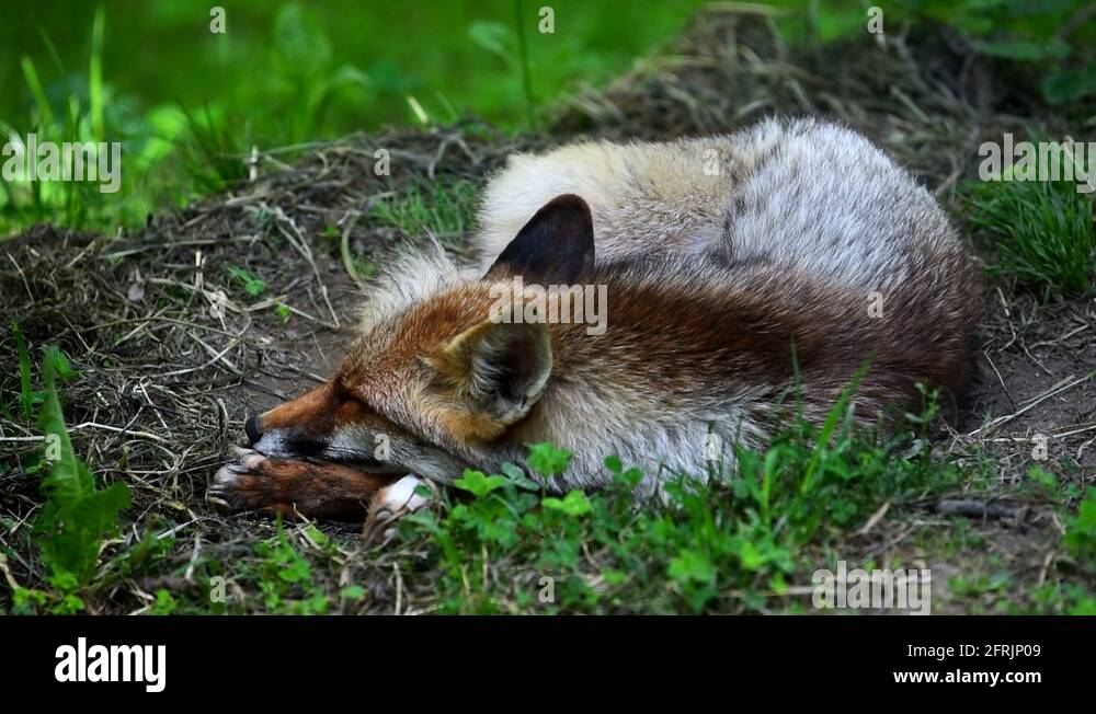 Curled up fox Stock Videos & Footage - HD and 4K Video Clips - Alamy