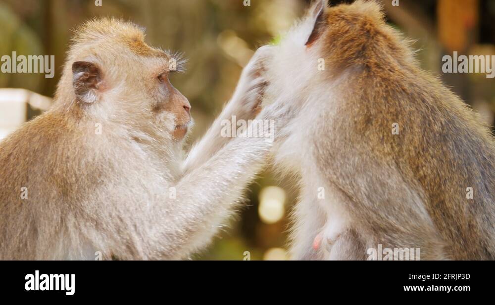 Monkey animal friendship Stock Videos & Footage - HD and 4K Video Clips ...