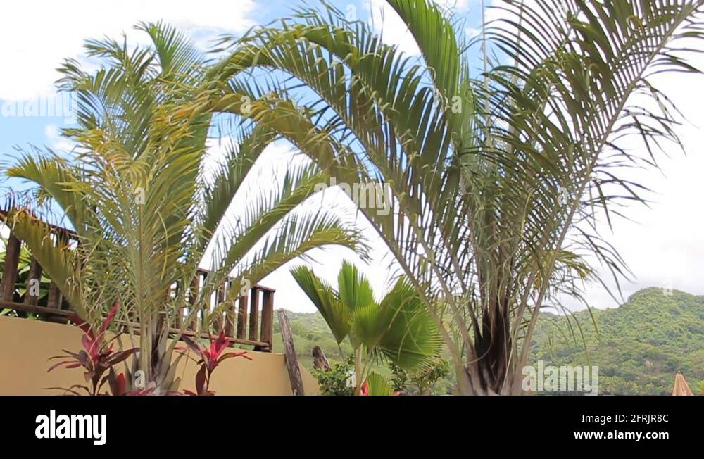 Puerto palm rico leaf Stock Videos & Footage - HD and 4K Video Clips ...