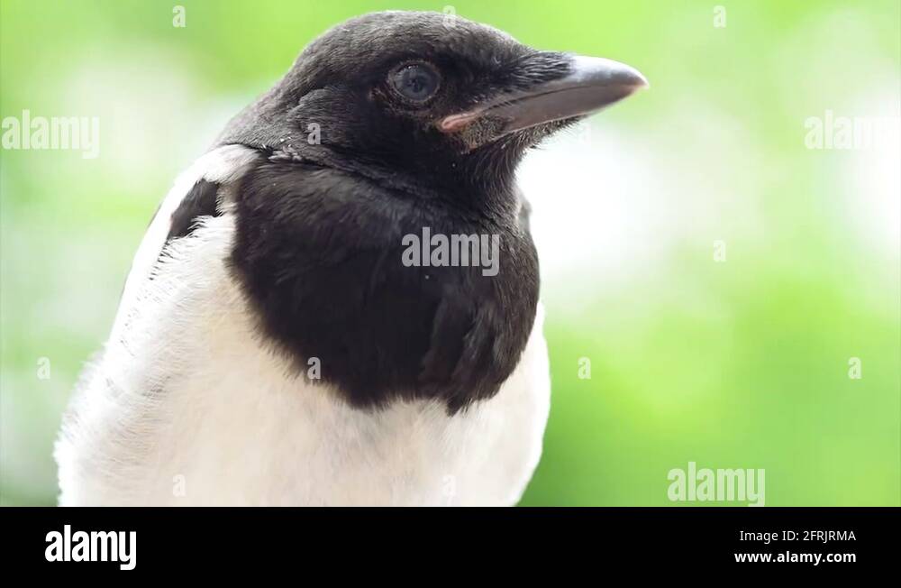 Magpie on fence Stock Videos & Footage - HD and 4K Video Clips - Alamy