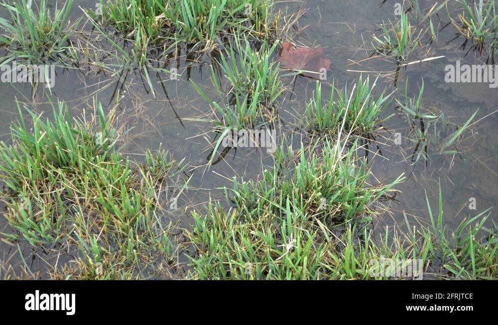 Soaked and grass Stock Videos & Footage - HD and 4K Video Clips - Alamy