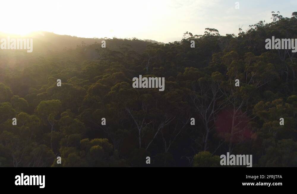 Eucalyptus tree canopy canopies Stock Videos & Footage - HD and 4K ...