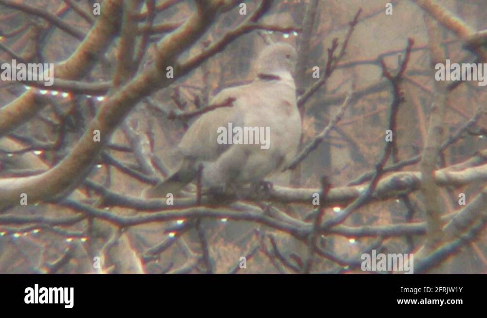 Bird rostrum Stock Videos & Footage - HD and 4K Video Clips - Alamy