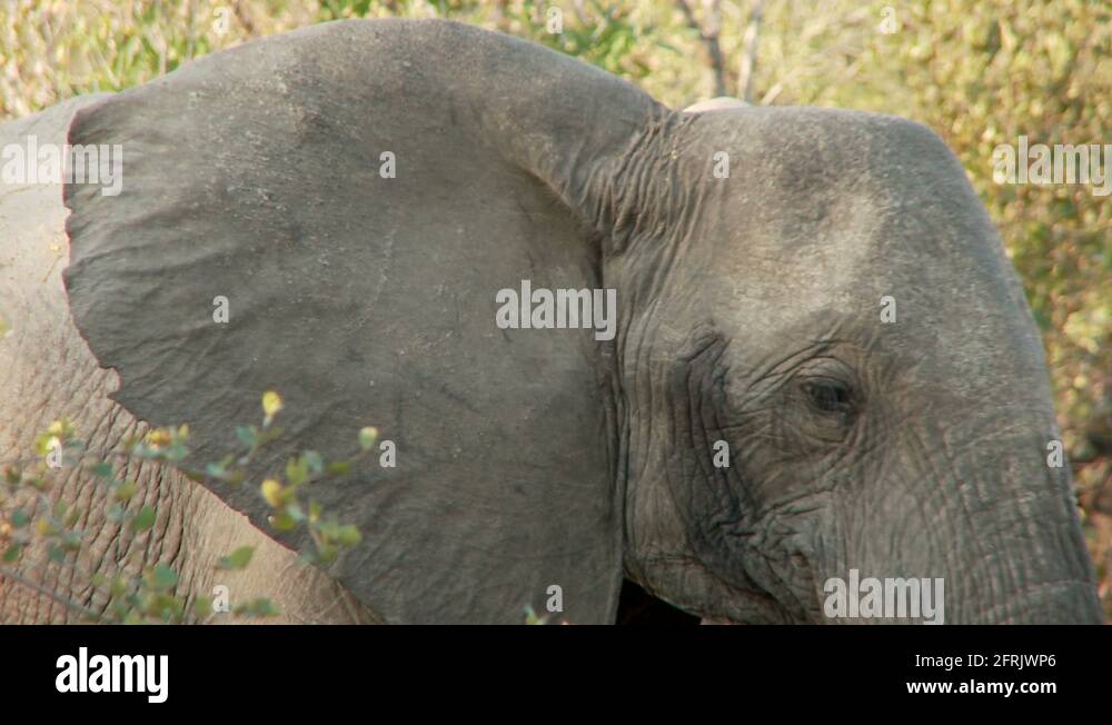 5 senses Stock Videos & Footage - HD and 4K Video Clips - Alamy