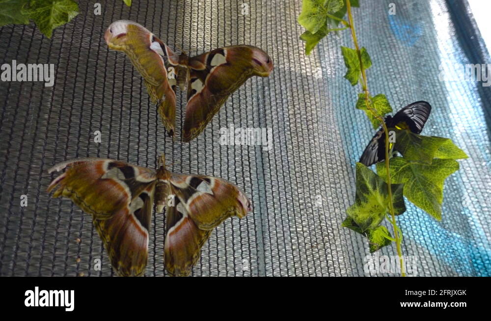 Atlas butterfly Stock Videos & Footage - HD and 4K Video Clips - Alamy