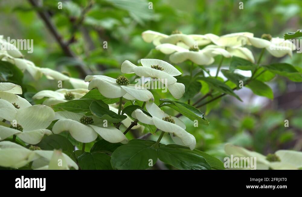 Cornus florida flowering Stock Videos & Footage - HD and 4K Video Clips ...