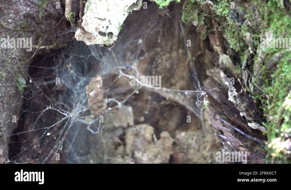 Spider funnel web Stock Videos & Footage - HD and 4K Video Clips - Alamy