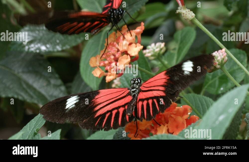 Longwing butterflies Stock Videos & Footage - HD and 4K Video Clips - Alamy