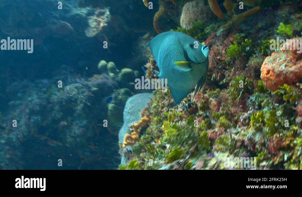 Angel fish swimming Stock Videos & Footage - HD and 4K Video Clips - Alamy