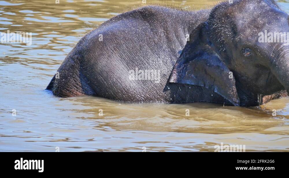 Animals bathing in water Stock Videos & Footage - HD and 4K Video Clips ...