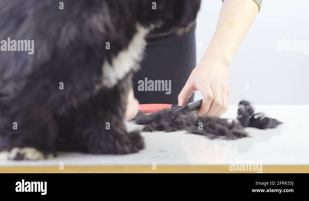 Clipped dog Stock Videos & Footage - HD and 4K Video Clips - Alamy