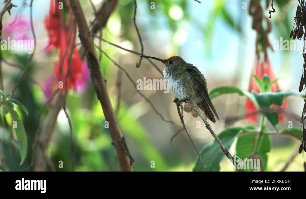 Hummingbird peru andes Stock Videos & Footage - HD and 4K Video Clips ...