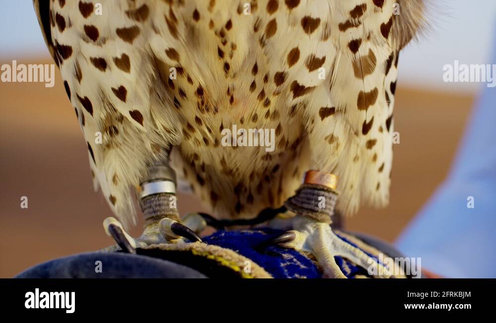 Trained falcon tethered to male owner wearing traditional Arabic dress ...