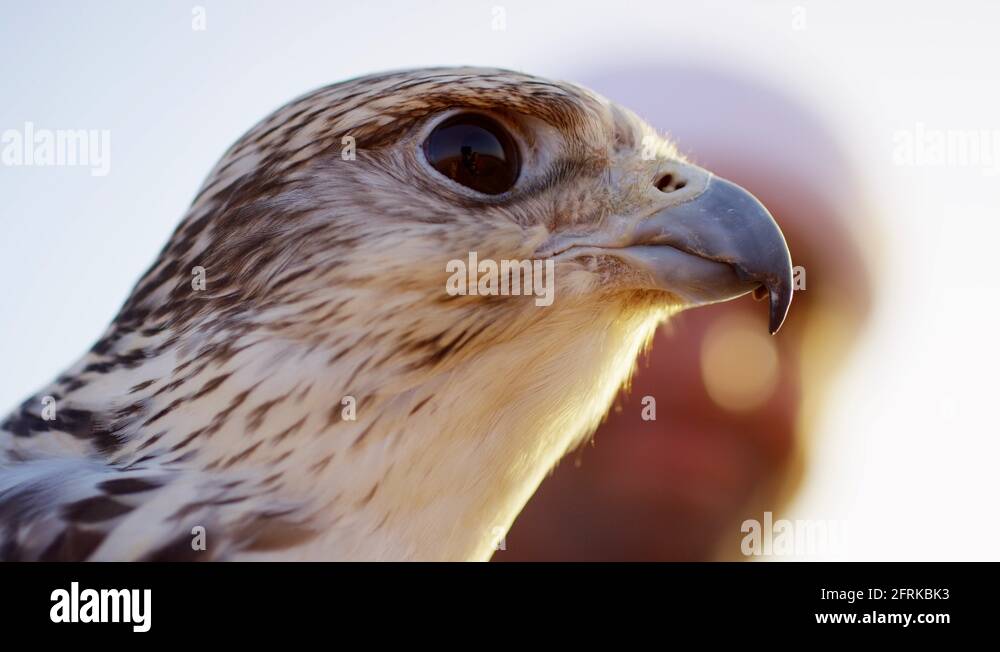 Trained falcon tethered to male owner wearing traditional Arabic dress ...