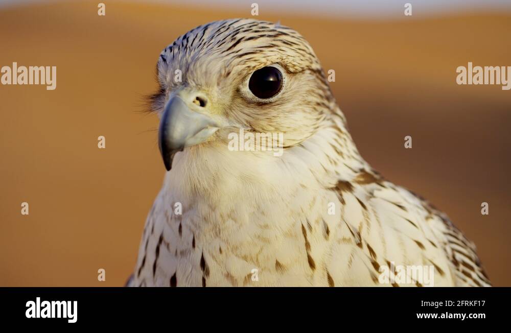 Falcon genus Stock Videos & Footage - HD and 4K Video Clips - Alamy