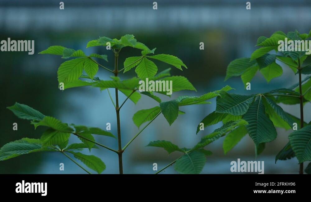 Horse chestnut tree Stock Videos & Footage - HD and 4K Video Clips - Alamy