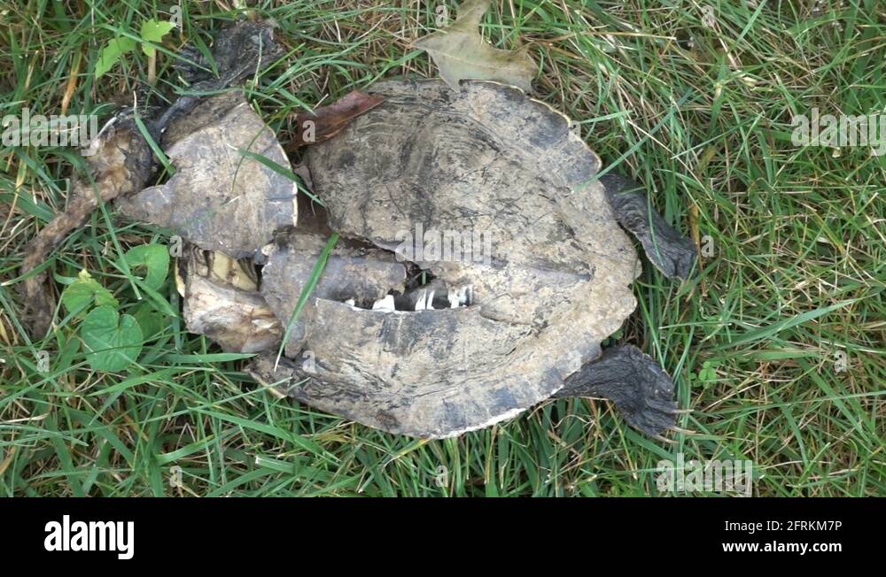 Dead turtle Stock Videos & Footage - HD and 4K Video Clips - Alamy