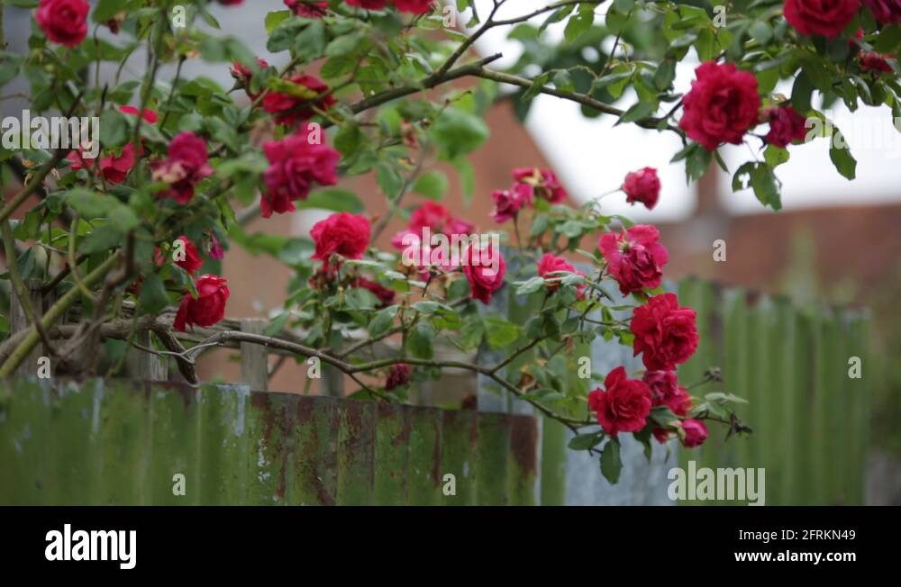 English rose bush Stock Videos & Footage - HD and 4K Video Clips - Alamy