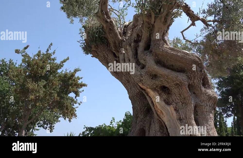 Very old olive tree forest Stock Videos & Footage - HD and 4K Video ...