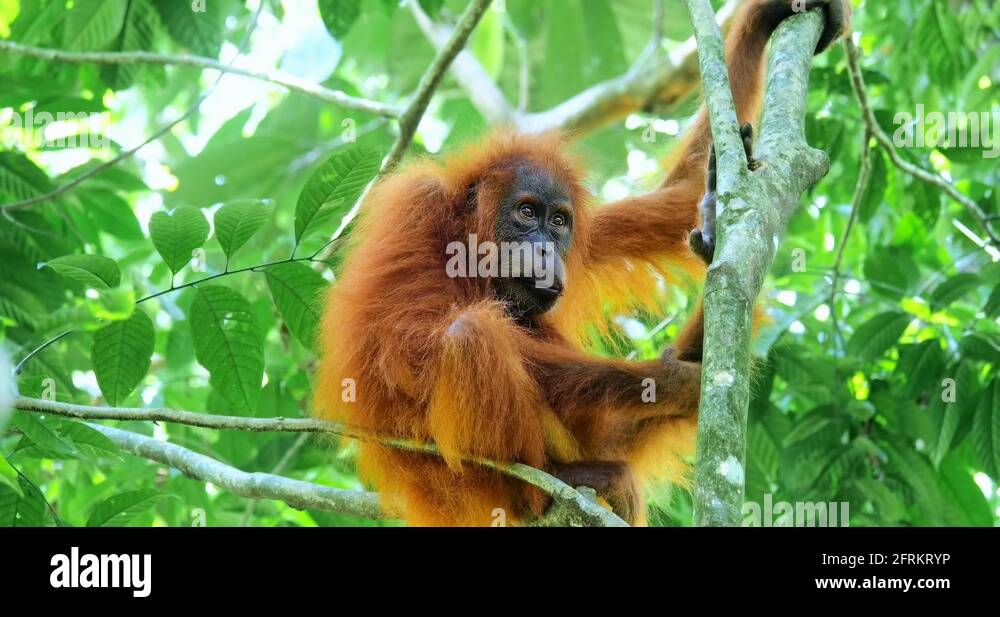 Indonesian fauna Stock Videos & Footage - HD and 4K Video Clips - Alamy