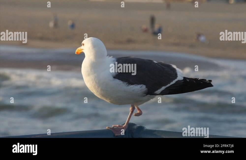 One legged bird Stock Videos & Footage - HD and 4K Video Clips - Alamy