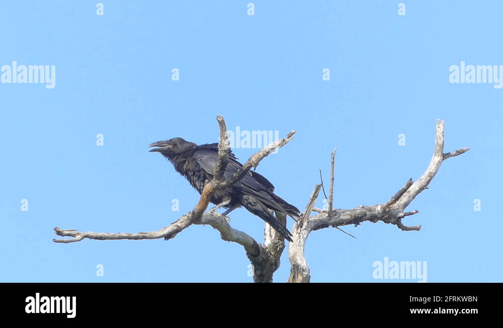 Royal hunting ground Stock Videos & Footage - HD and 4K Video Clips - Alamy