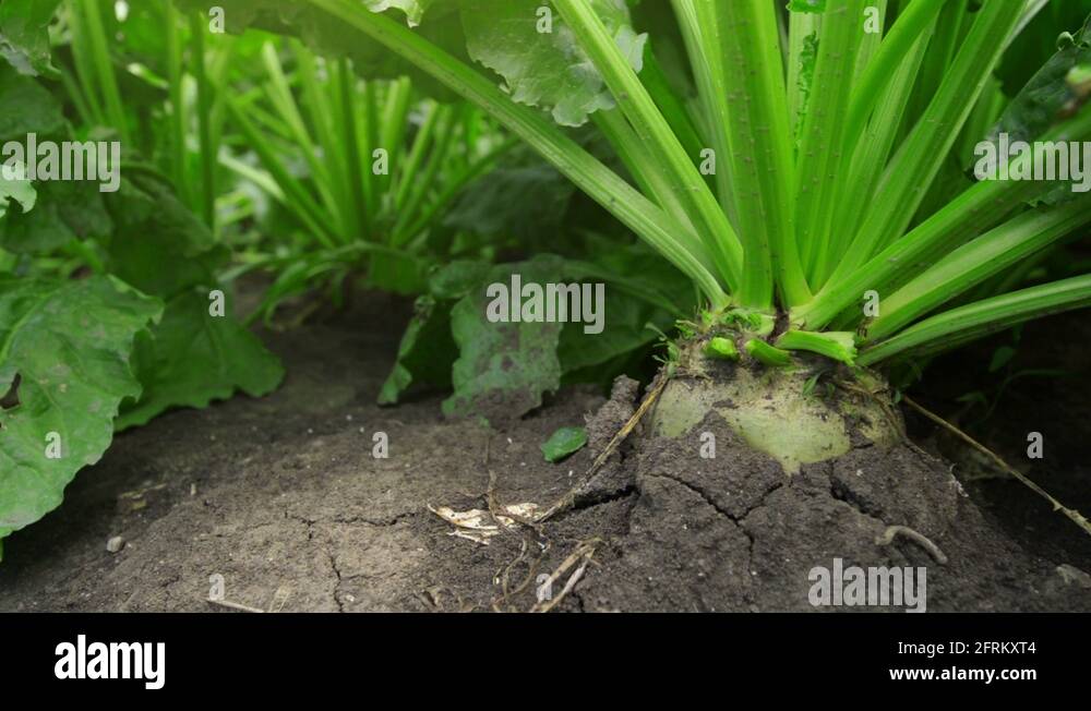 Field root Stock Videos & Footage - HD and 4K Video Clips - Alamy