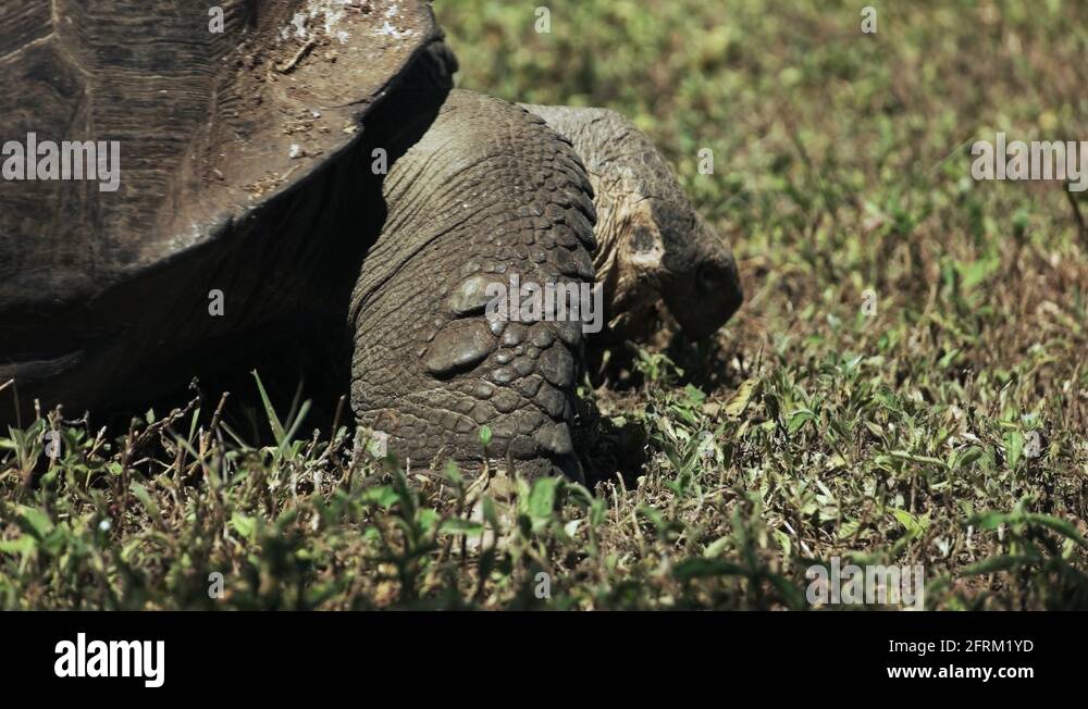 Wild galapagos giant tortoise Stock Videos & Footage - HD and 4K Video ...