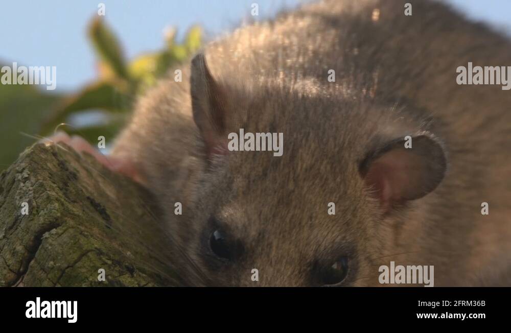 Hazel mouse Stock Videos & Footage - HD and 4K Video Clips - Alamy