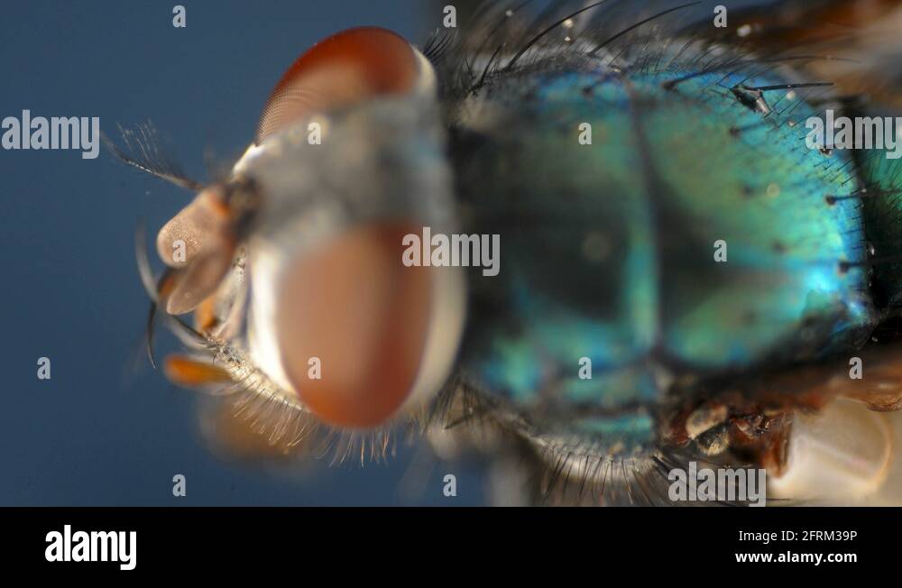 pull focus through a fly's head and thorax, microscopy Stock Video ...