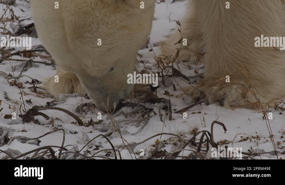 Nose paws Stock Videos & Footage - HD and 4K Video Clips - Alamy