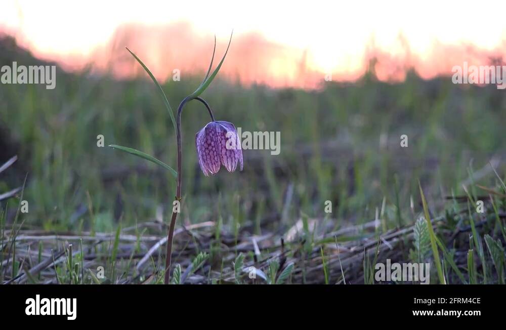 Lazarus species Stock Videos & Footage - HD and 4K Video Clips - Alamy