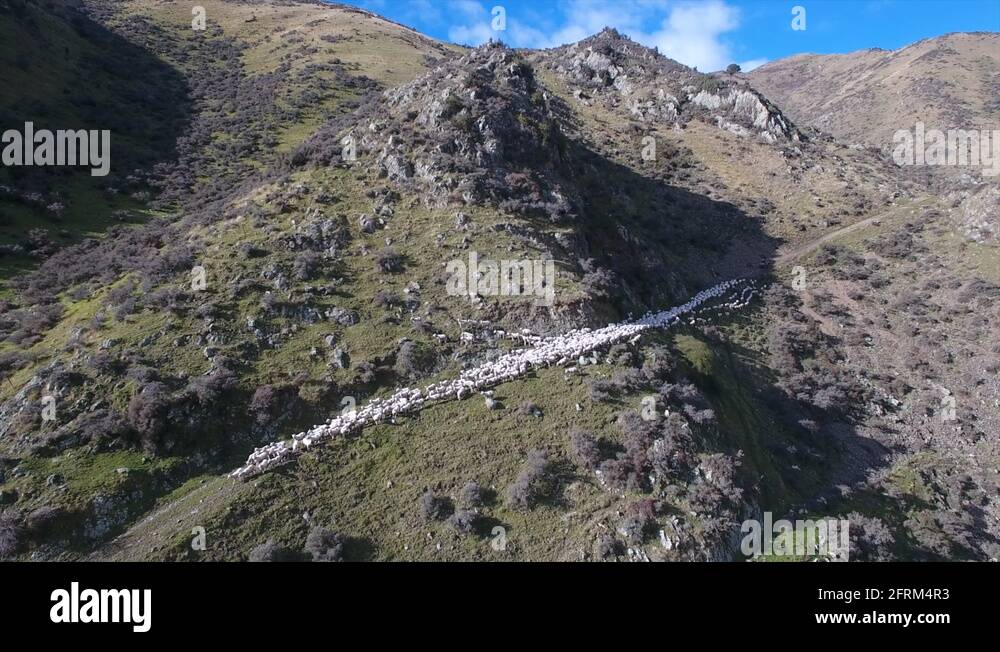 High country sheep station south island Stock Videos & Footage - HD and ...